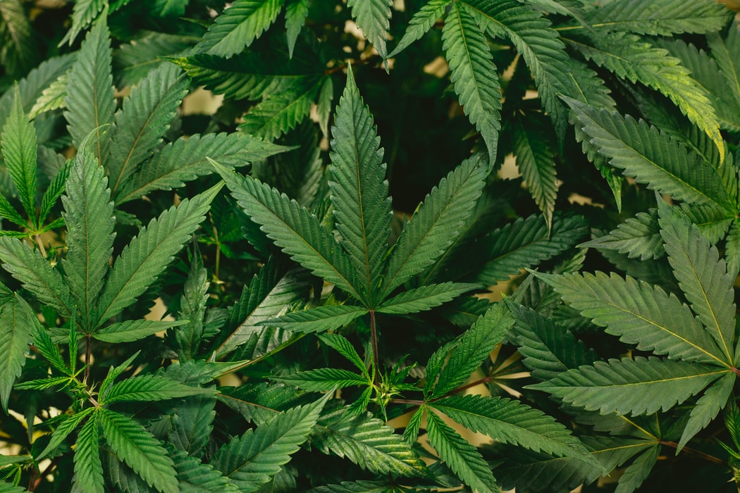 Marijuana Legalization 2020 | GrowthMJ